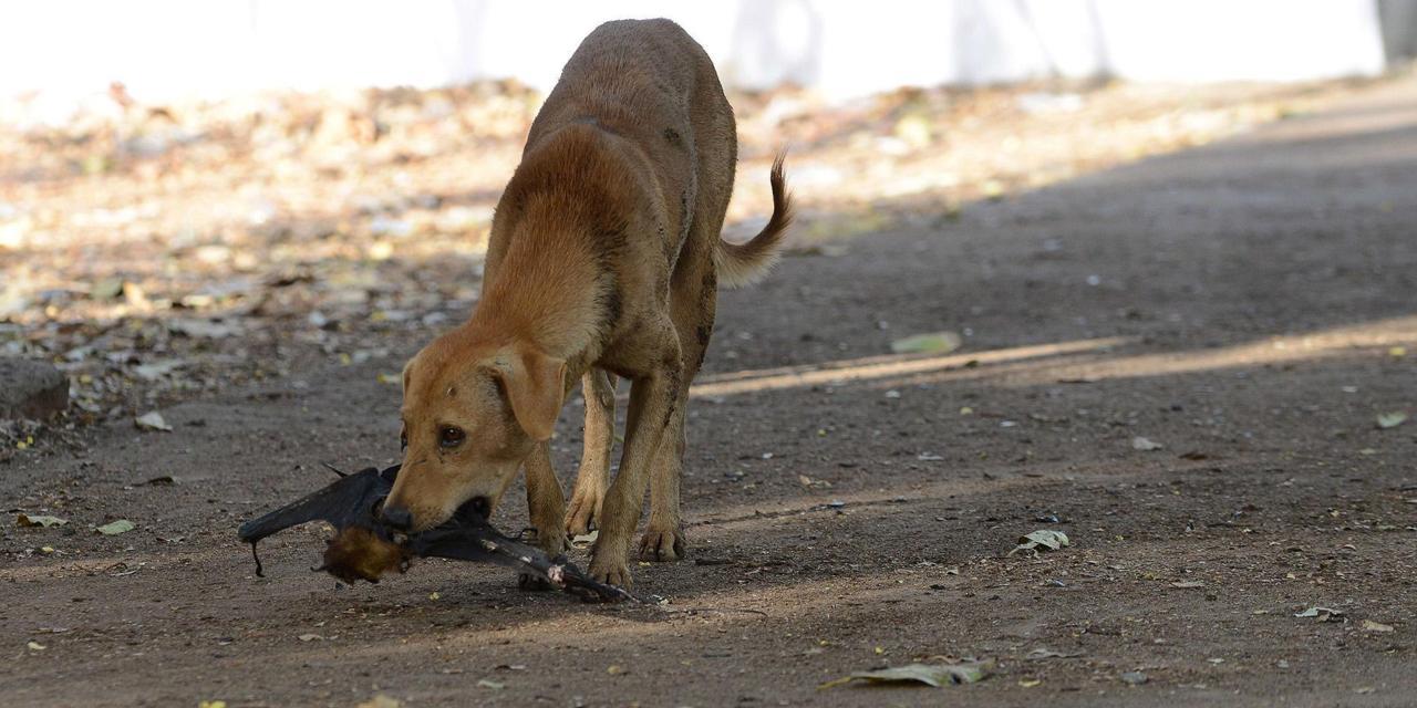Rabies: Understanding The Dangers Of Dog Bites And Prompt Treatment