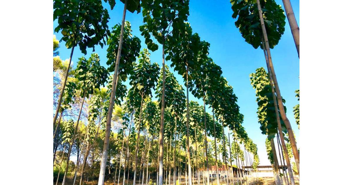 Pangaea Tree Ltd. Promotes The Paulownia Tree As A Sustainable Solution ...
