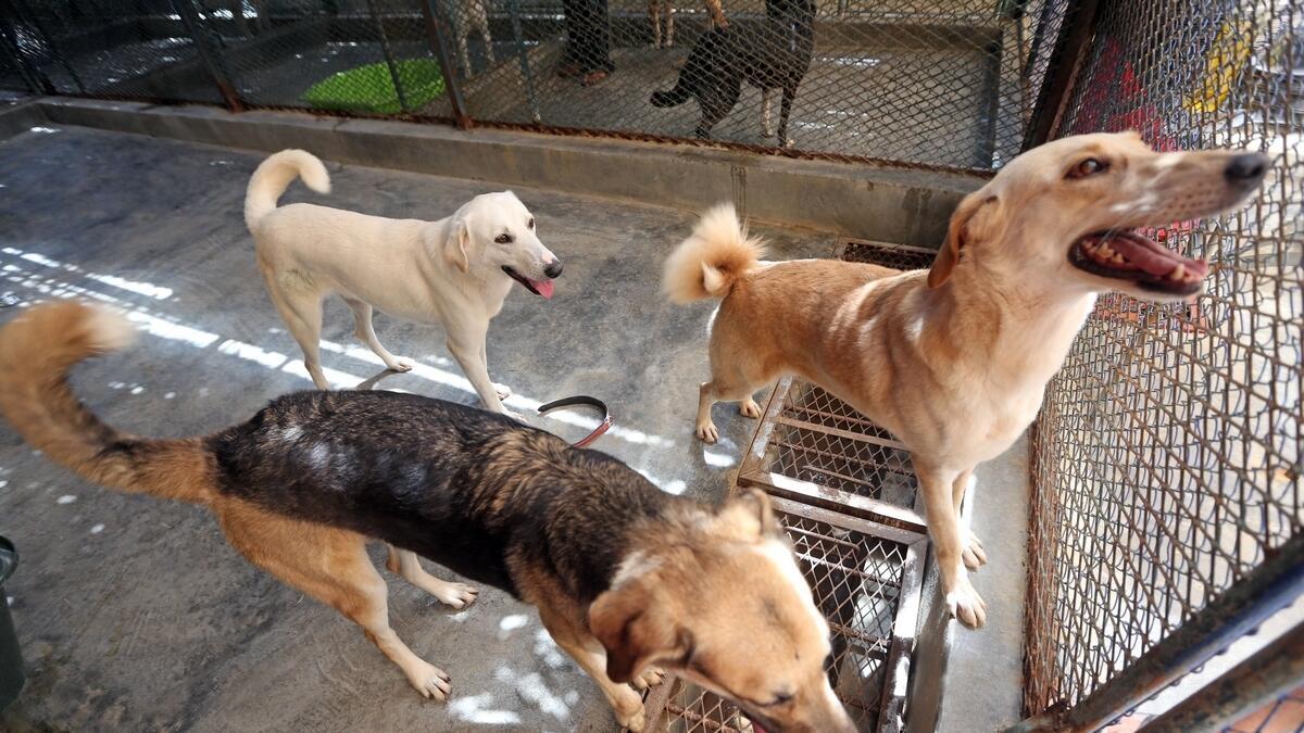 Uae: Dog Shelters Overwhelmed With Summer Demand Facilities Call To ...