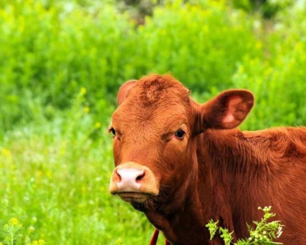 Controversial 'Red Heifer Project' Backed By Israeli Government Sparks ...