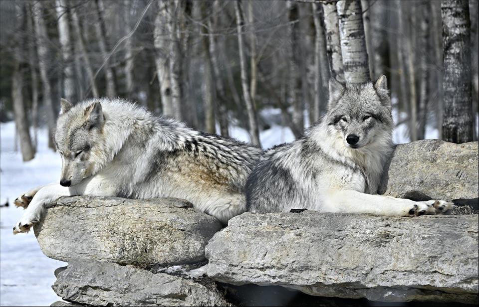 International Wolf Day: Why Canadians Are No Longer Afraid Of The 'Big ...