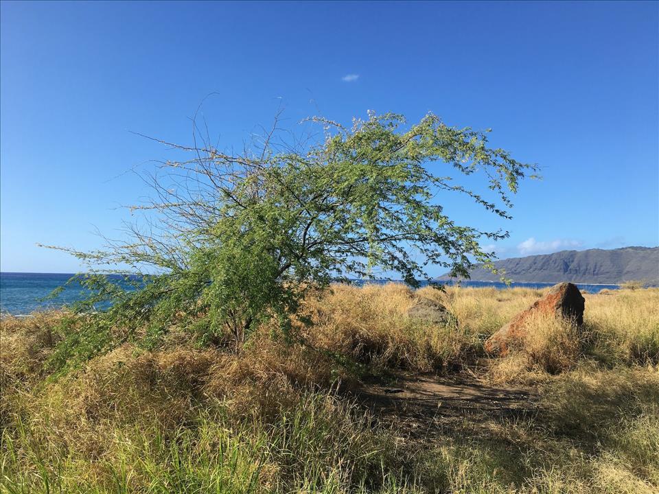 Hawaii's Climate Future: Dry Regions Get Drier With Global Warming ...