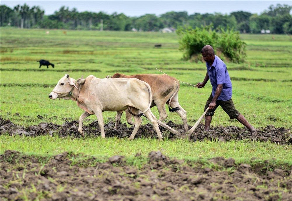 Uneven Distribution Of Rainfall Affects Crop Yields Across NE States