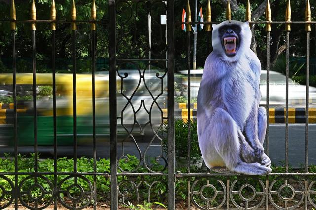 India Deploys 'Monkey-Men' To Scare Away Primates From G-20 Summit