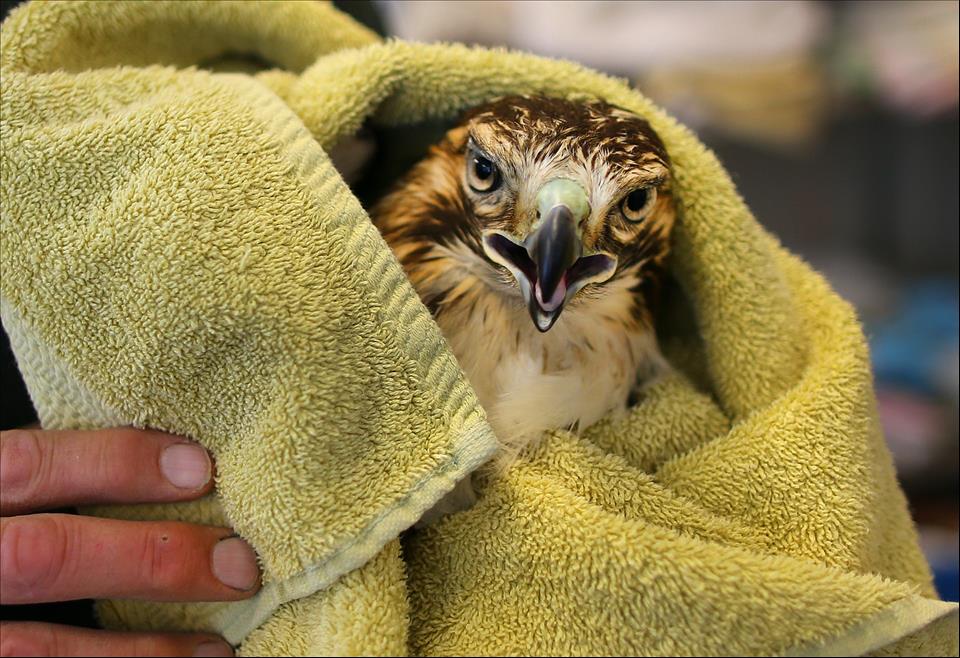 Digitized Records From Wildlife Centers Show The Most Common Ways That ...