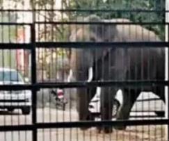 Tusker Gatecrashes Into Haridwar District Court