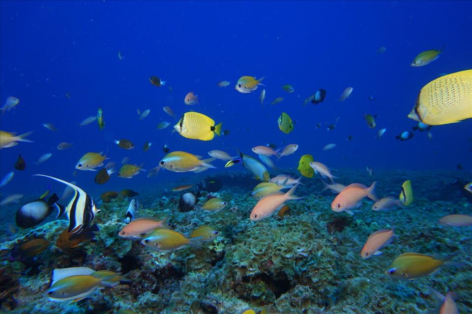 What Happens To The Ocean If We Take Out All The Fish? A Marine ...