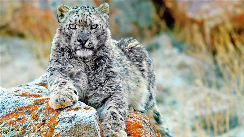 Indian Snow Leopard