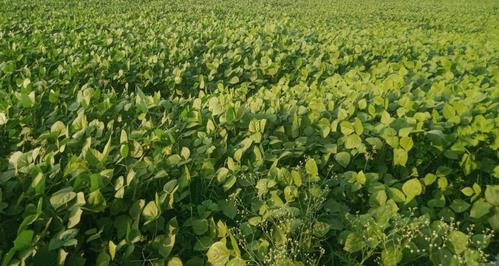 MSP For All Crops: Impact Will Be Multi-Pronged, Says CRISIL Market ...