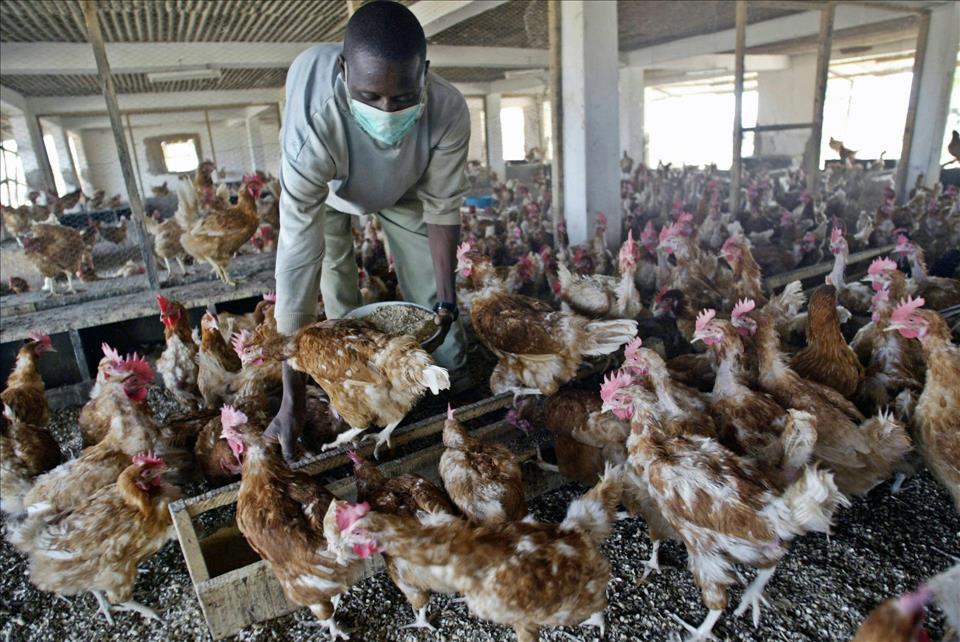 Bird Flu: What Is It, How Does It Spread And How Can We Protect ...