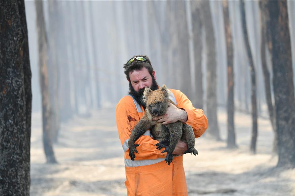 Hundreds Of Animals Were Rescued After The Black Summer Bushfires But ...