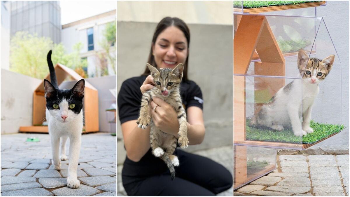 Darth Vader, Shakira, Thomas Shelby: Meet The 'Famous' Cats Prowling At ...