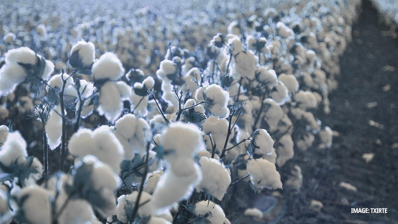 India Poised To Approve Advanced Bt Cotton Variety, Says Textiles ...