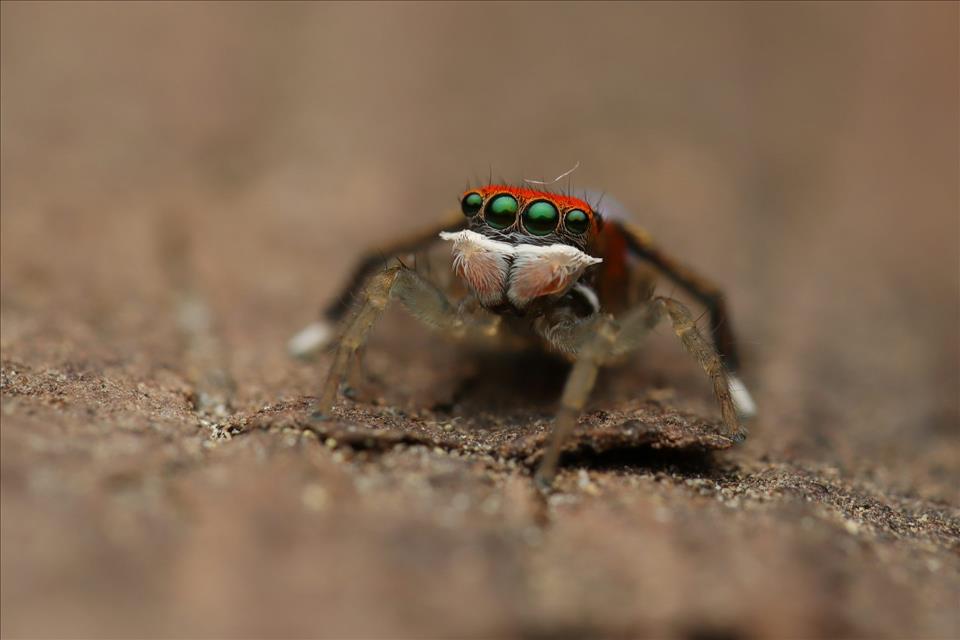 Tiny Splendid Peacock Spiders Have The Fastest Known Jump Among Their ...