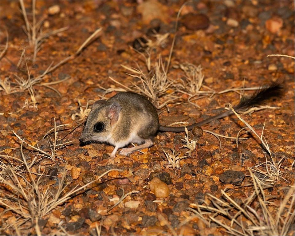 Kultarrs Are Tiny, Cryptic Creatures That Only Come Out At Night ...