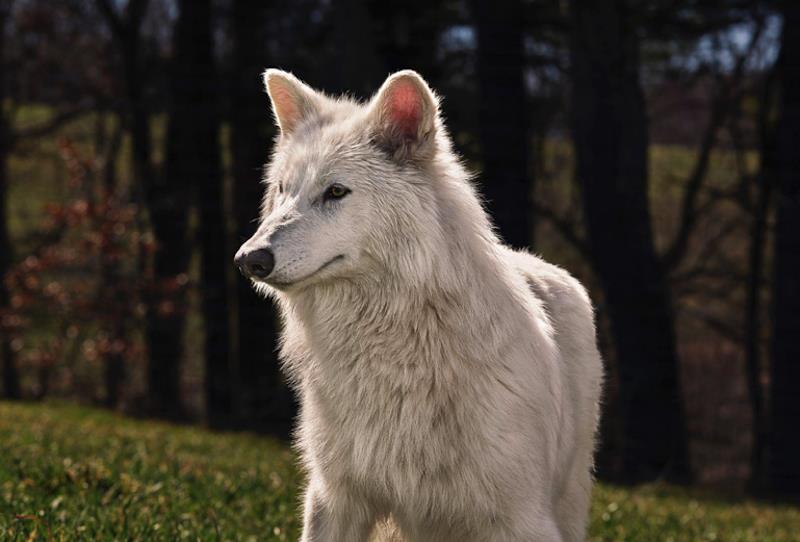 Colossal Biosciences Revives Dire Wolves Using Ancient DNA And Gene Editing