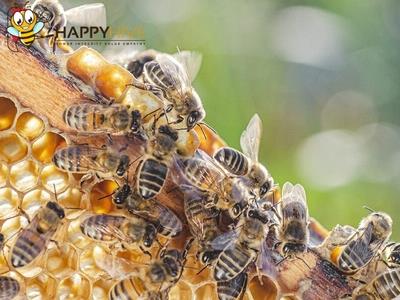 Happy Hive Pest Management Helps Florence, KY Homeowners Identify And ...