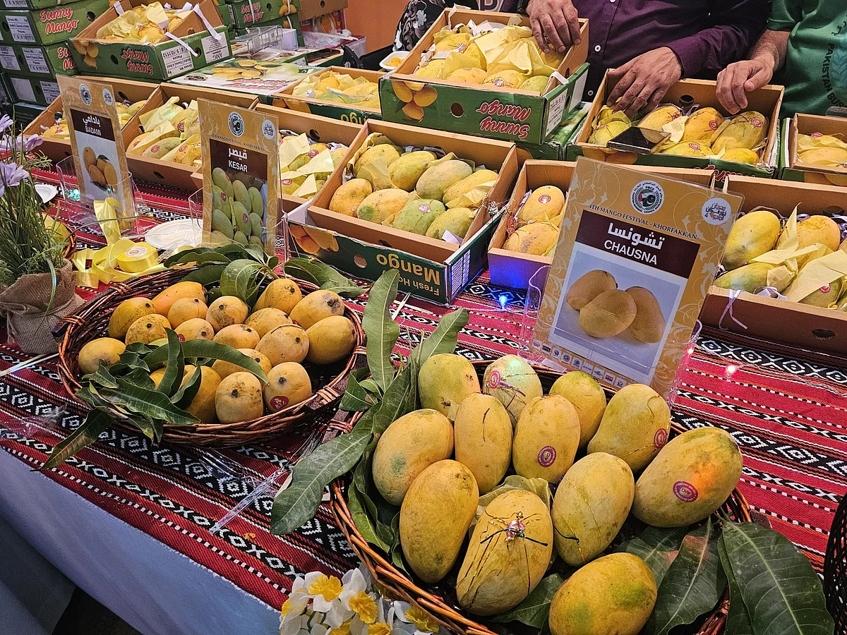 UAE: Over 35 Varieties Of Locally Grown Mangoes From Dh15 At Khorfakkan ...