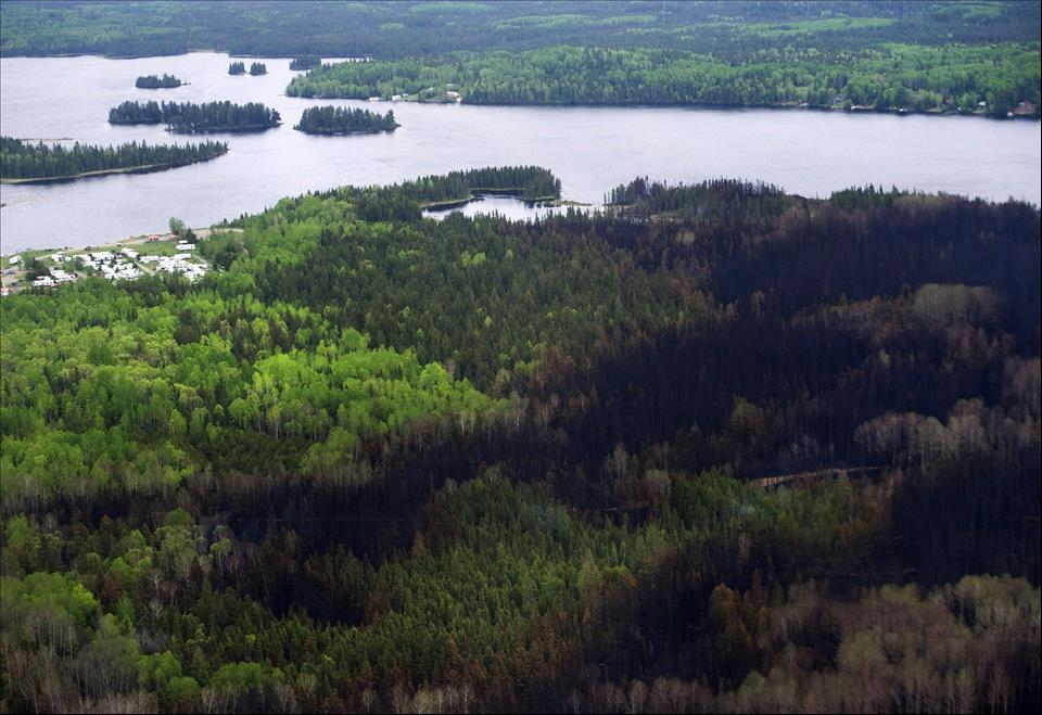 Ontario's Forest Management Is Falling Short On Key Sustainability Test