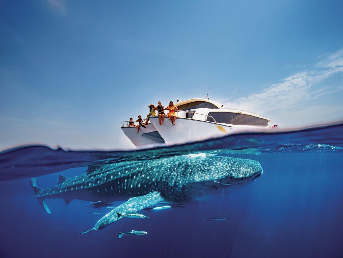 Qatar's Whale Shark Tours Offer Rare Glimpse Into Nature's Wonder