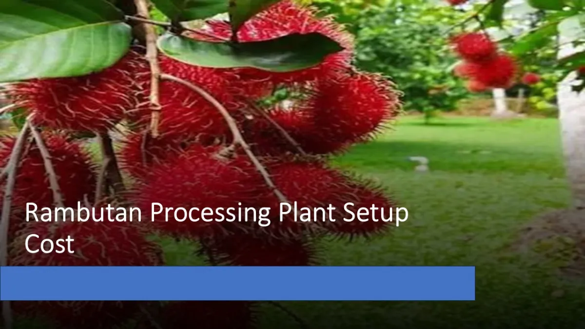 Rambutan Processing Plant Cost 2025: Setup Details, Capital Investments ...