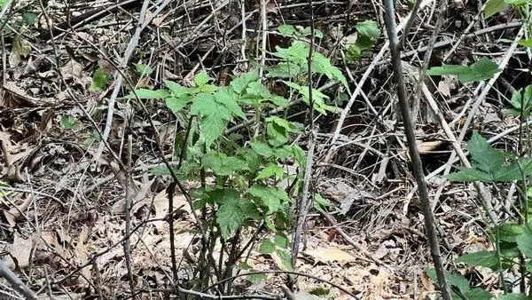 Optical Illusion: Only 1 In 20 People Can See The Hidden Rabbit In 10 ...