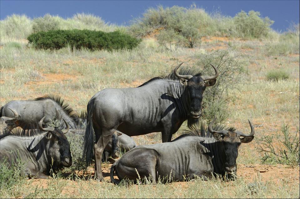 Ancient Antelope Teeth Offer Surprise Insights Into How Early Humans Lived