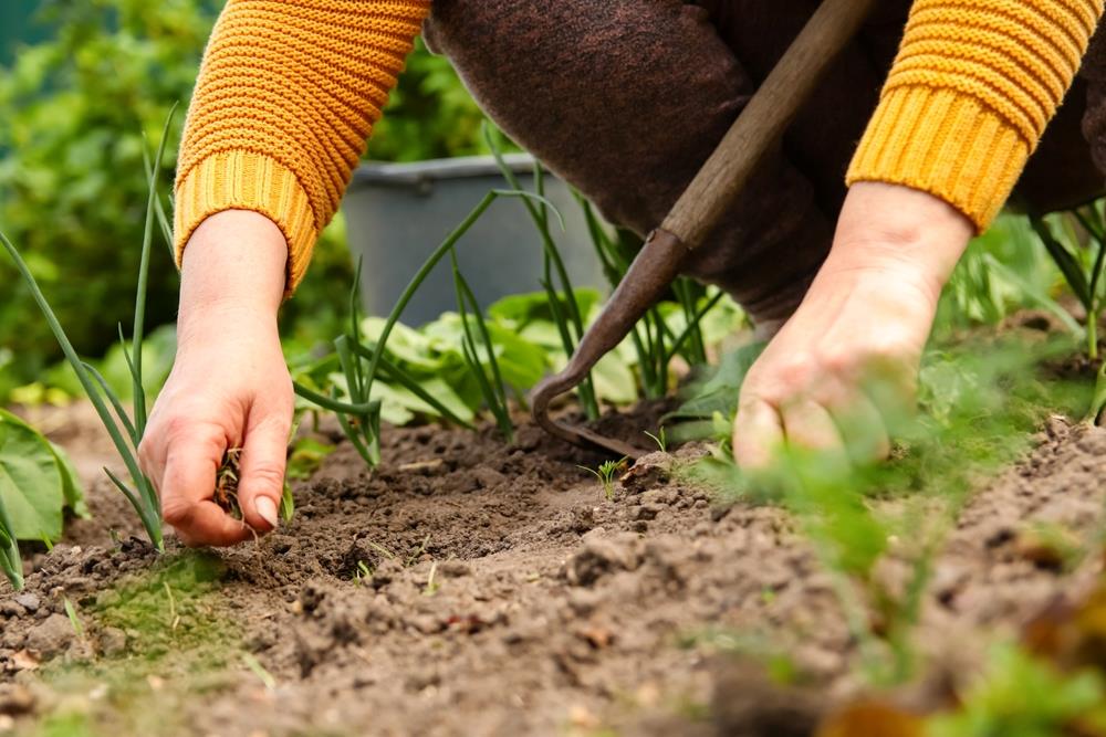 Do You Know Which Plants You Should Pull And Which You Should Leave?