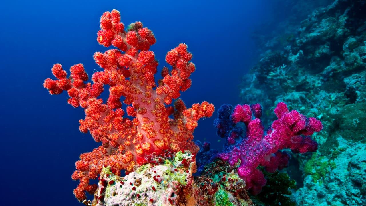 World's Coral Reefs May Collapse In 2026 As Ocean Heatwaves Intensify ...