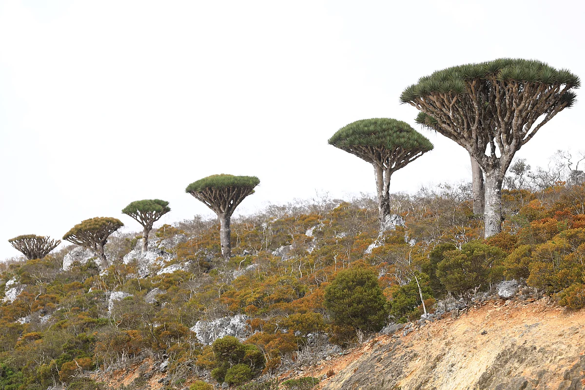 Yemen Announces Evacuation Of All Stranded Tourists On Socotra Island