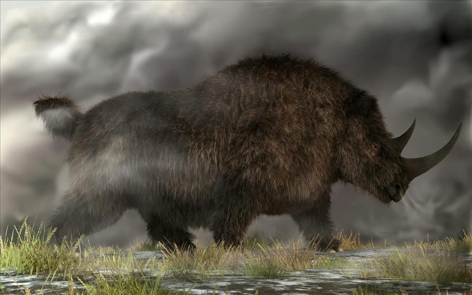 DNA From Wolf Pup's Last Meal Reveals New Facts About Woolly Rhino's ...