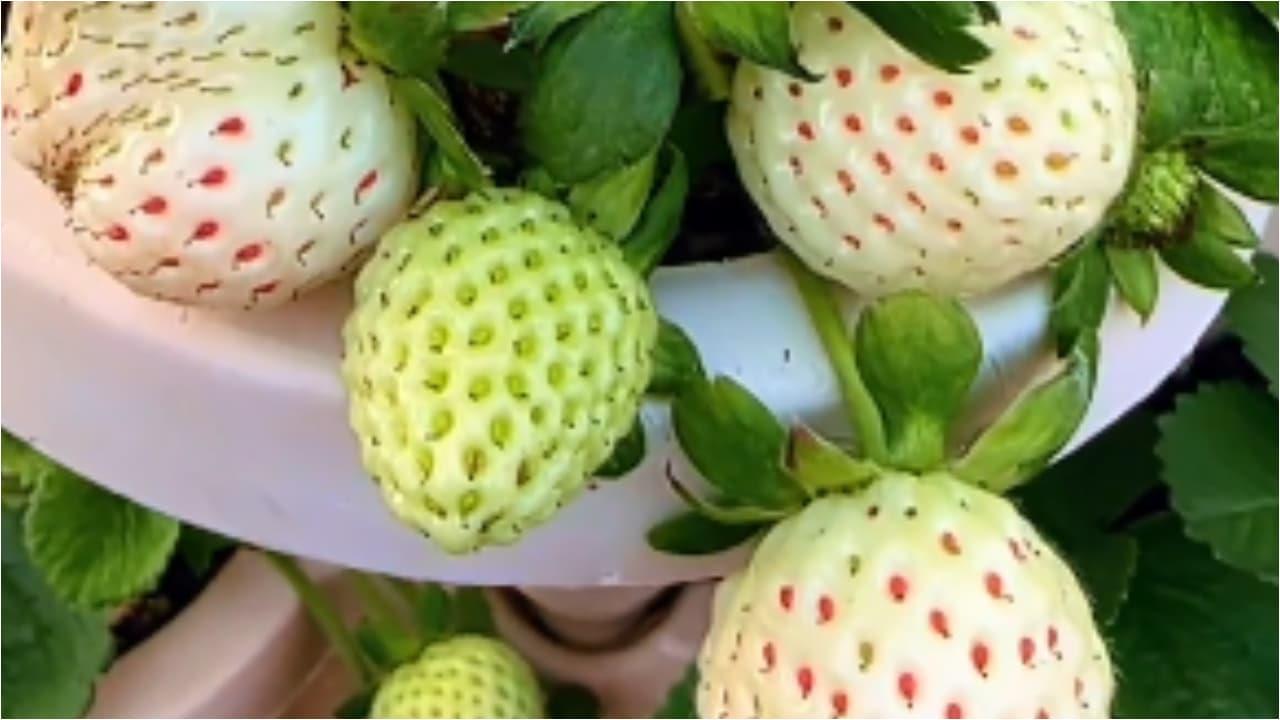 Saudi Arabia Makes History Growing Rare White Strawberries, Third ...