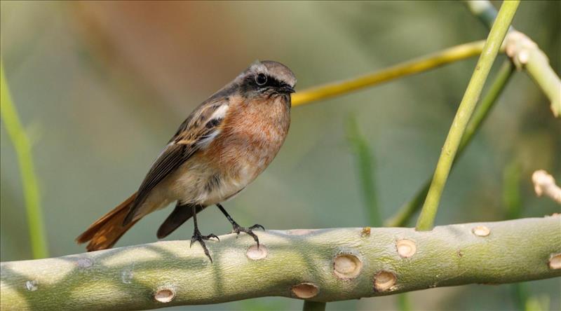 KEPS Bird Team Adds Five Species, Kuwait List Rises To 424