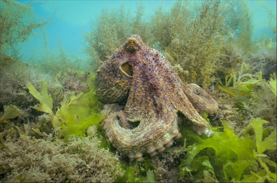 Octopus Numbers Exploded Around The UK's South-West Coast In 2025 A New ...
