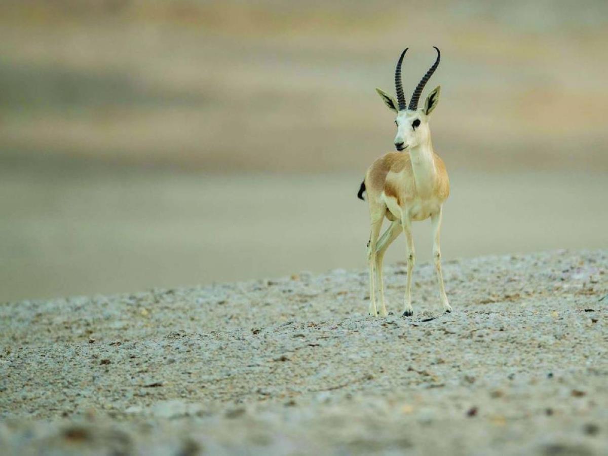 Sustaining And Protecting Wildlife Components Integral Part Of Qatar ...