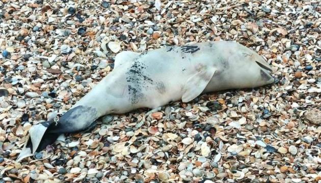 In Odesa Region, Sea Washes Another 15 Dead Cetaceans Ashore At ...