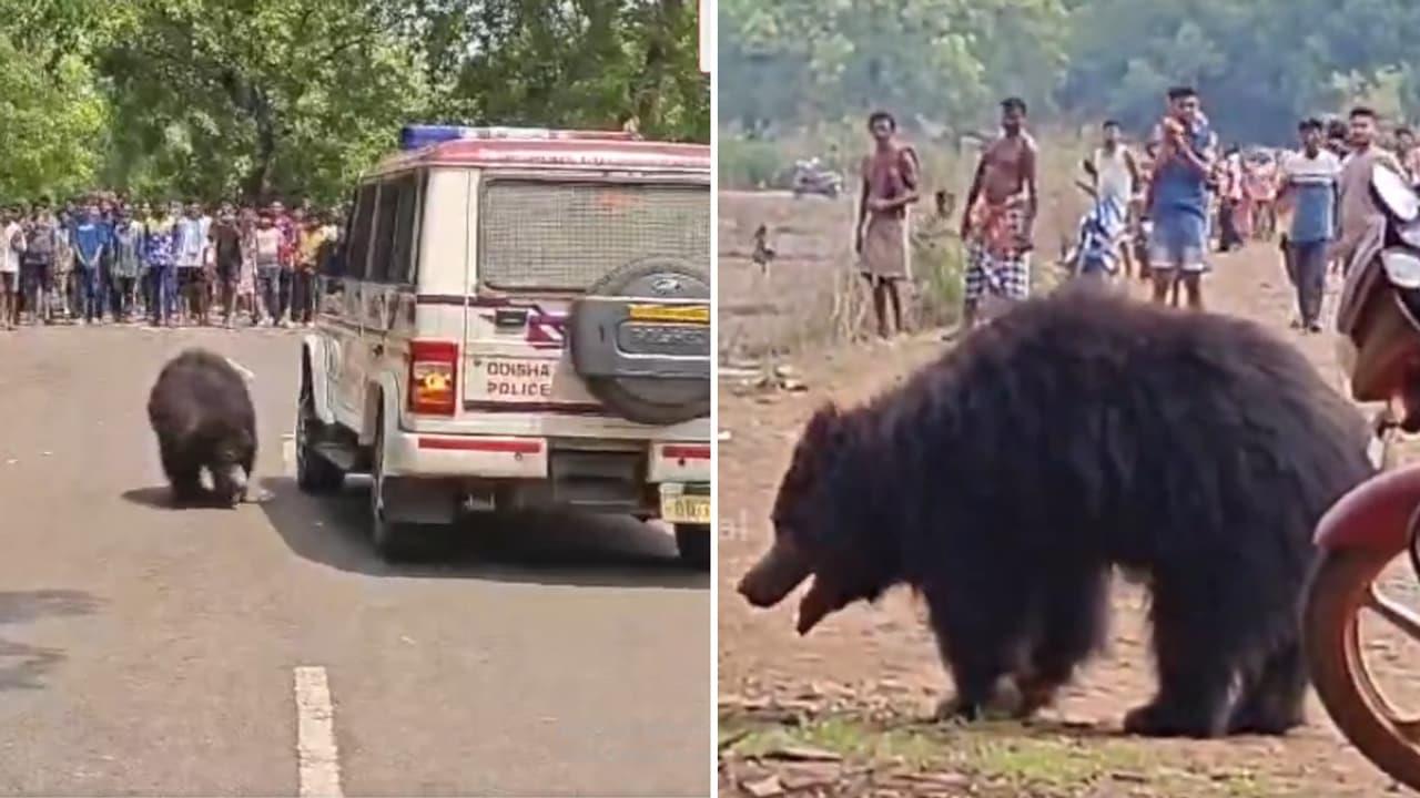 Wild Bear On Odisha Road Sparks Panic, Attempts To Climb Police Vehicle ...