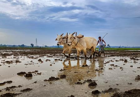 Total Area Sown In India's Current Kharif Season So Far Crosses 119 ...