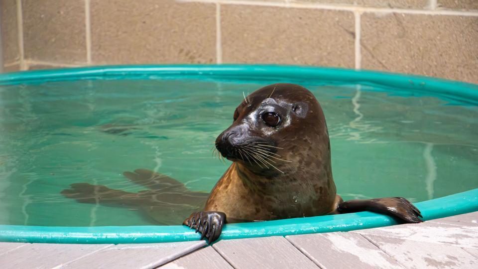 Special Delivery: Fedex Helps Harbor Seal Walnut Find A New Home
