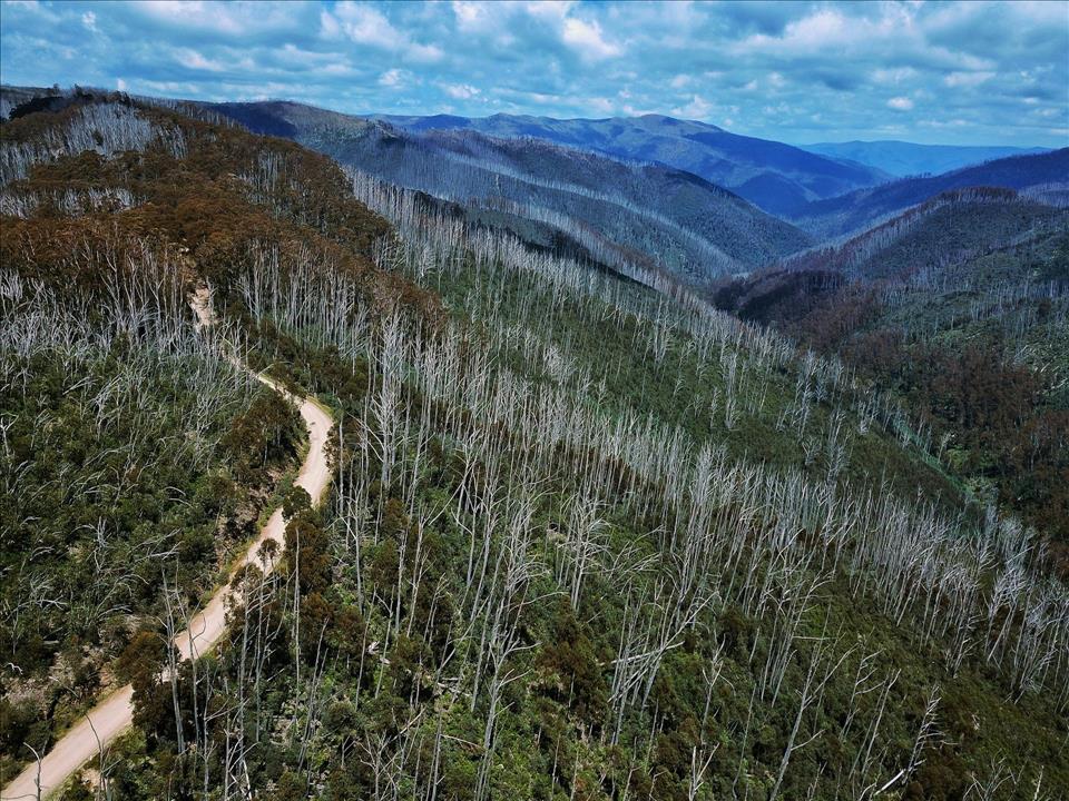Can We Keep Australia's Endangered Alpine Ash On The Map? New Modelling ...