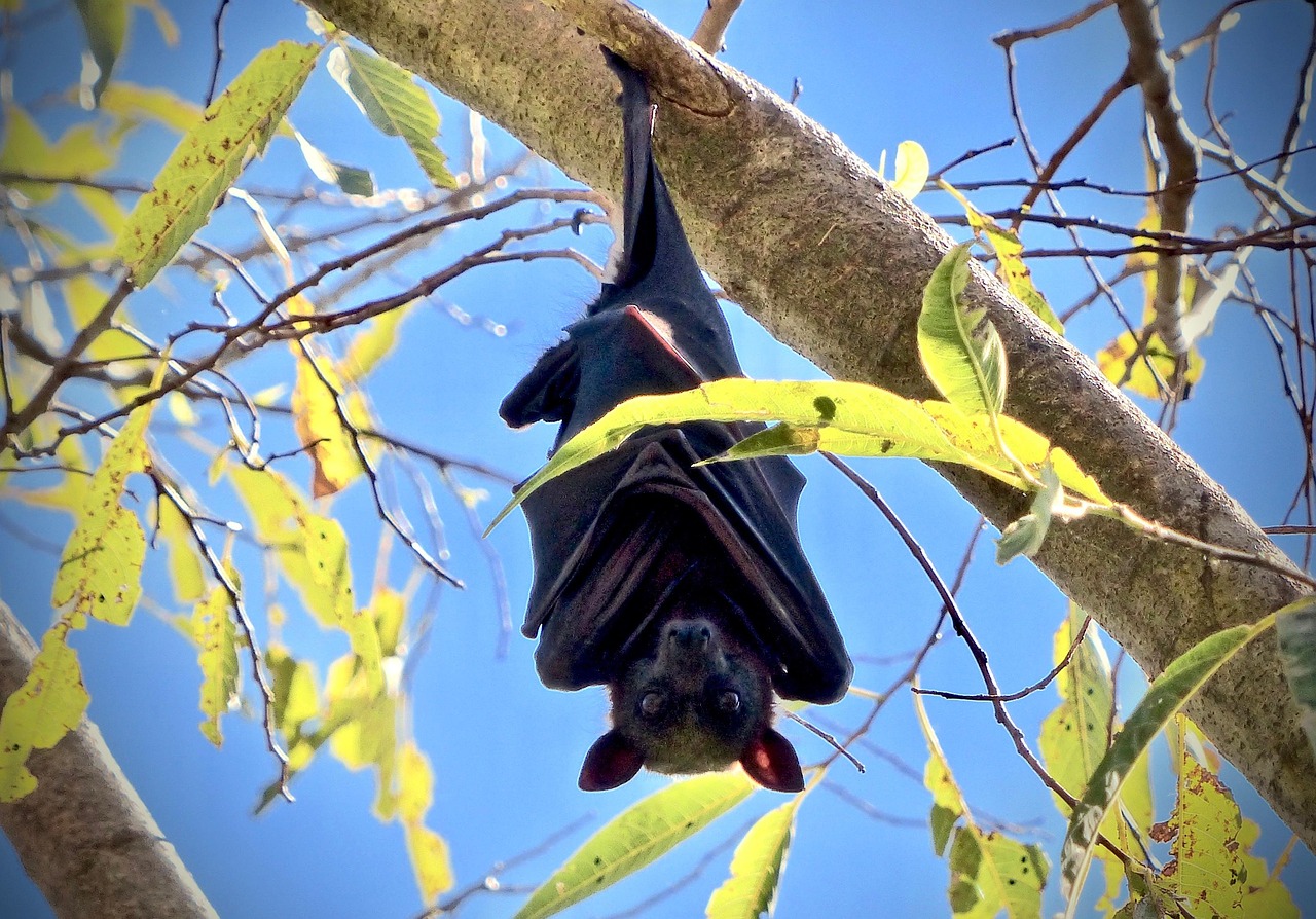 Turkey use bats in fight against brown marmorated stink bug